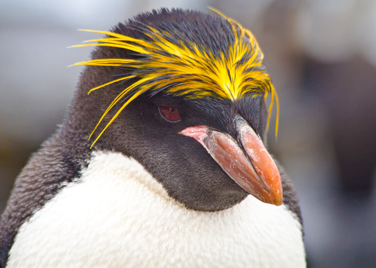 Wildlife Guide: Macaroni Penguin Facts - Quark Expeditions