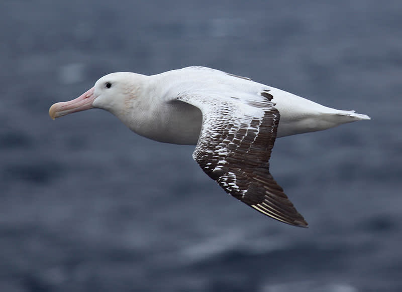 Antarctic Expeditions and Albatross Conservation | Quark Expeditions