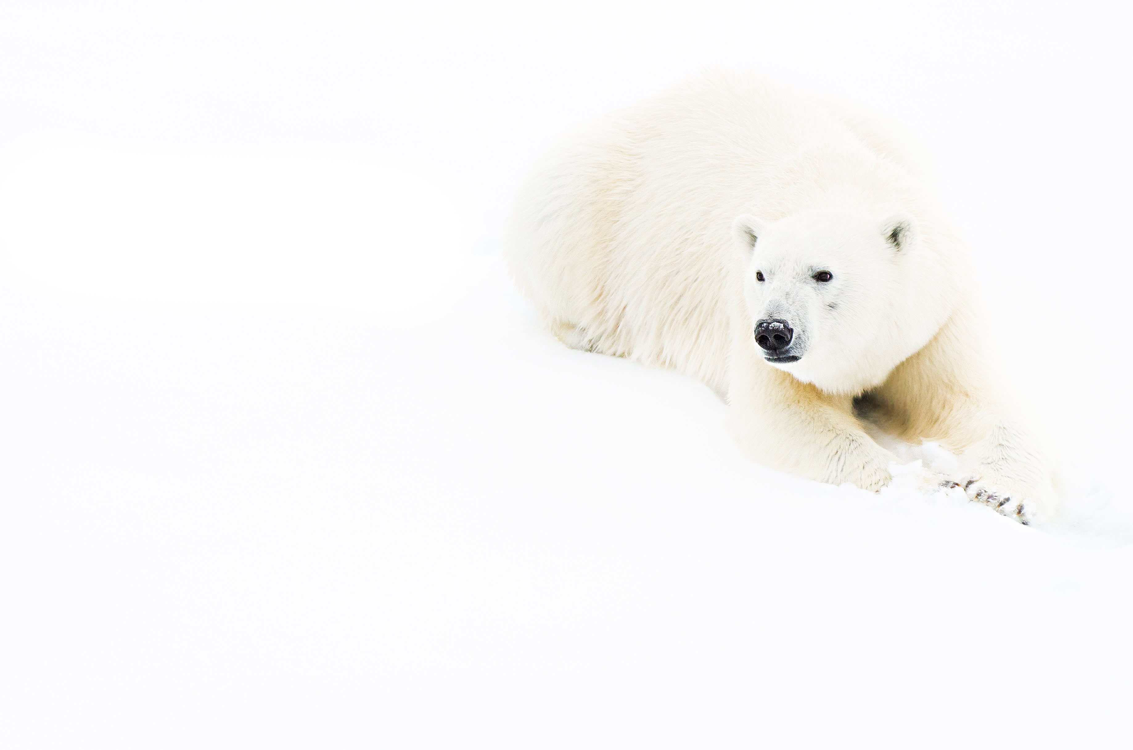 Spitsbergen Delivers Award-Winning Polar Bear Photography on Arctic ...