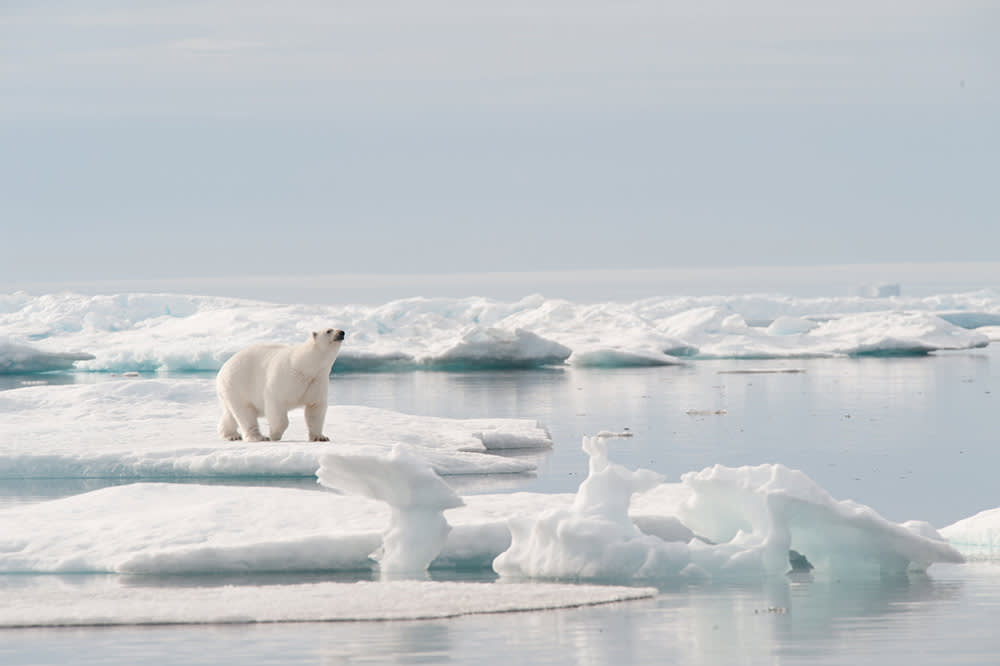 Take the Next Step to Protect Polar Bears from Climate Change - Quark ...