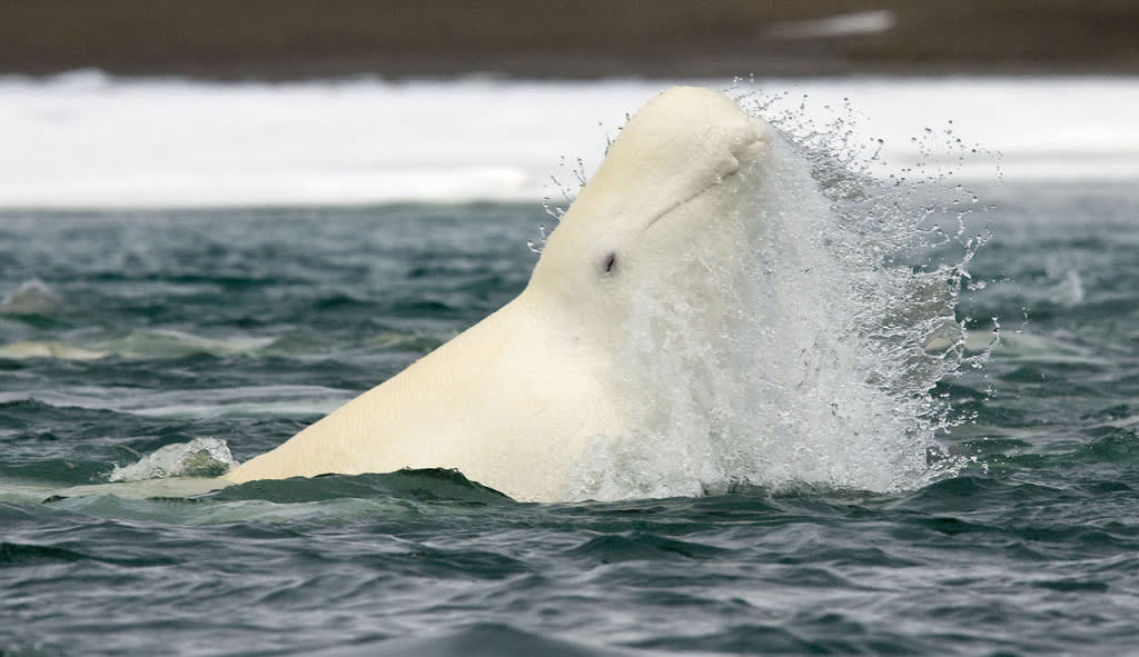 Arctic Beluga Whale Beluga Whale WWF Arctic