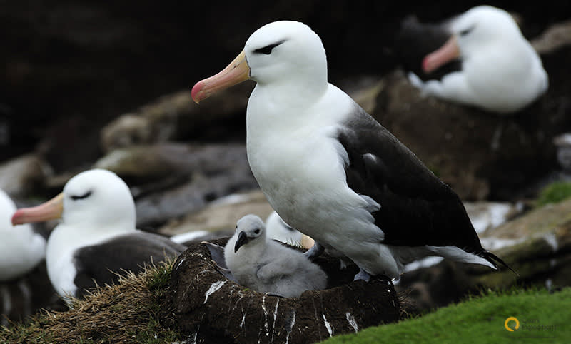 Meet the Albatross: An Imposing Sight