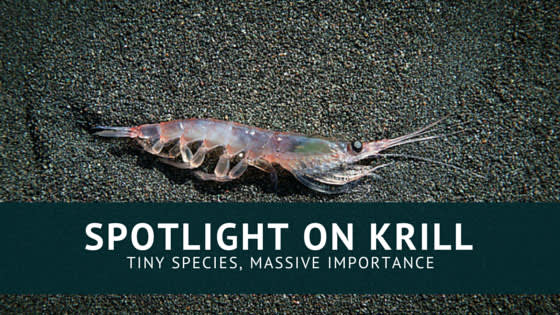 Spotlight on Krill: Tiny Species, Massive Importance - Quark Expeditions