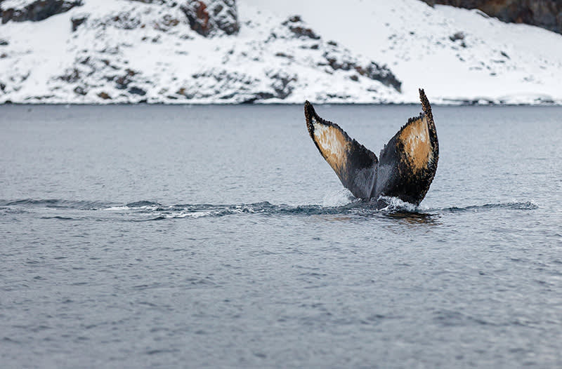 Meet Scientist in Residence Dr. Sandra Nogué - Quark Expeditions