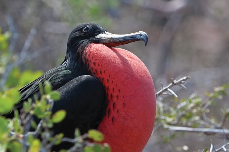 Meet the Frigate Bird - Quark Expeditions