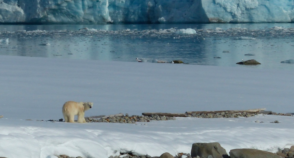 5 Arctic Animals You Might See on a North Pole Expedition