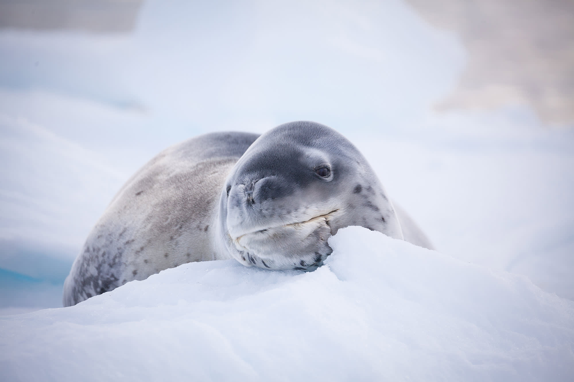 Living the Polar Promise: Embracing Sustainable Travel - Quark Expeditions