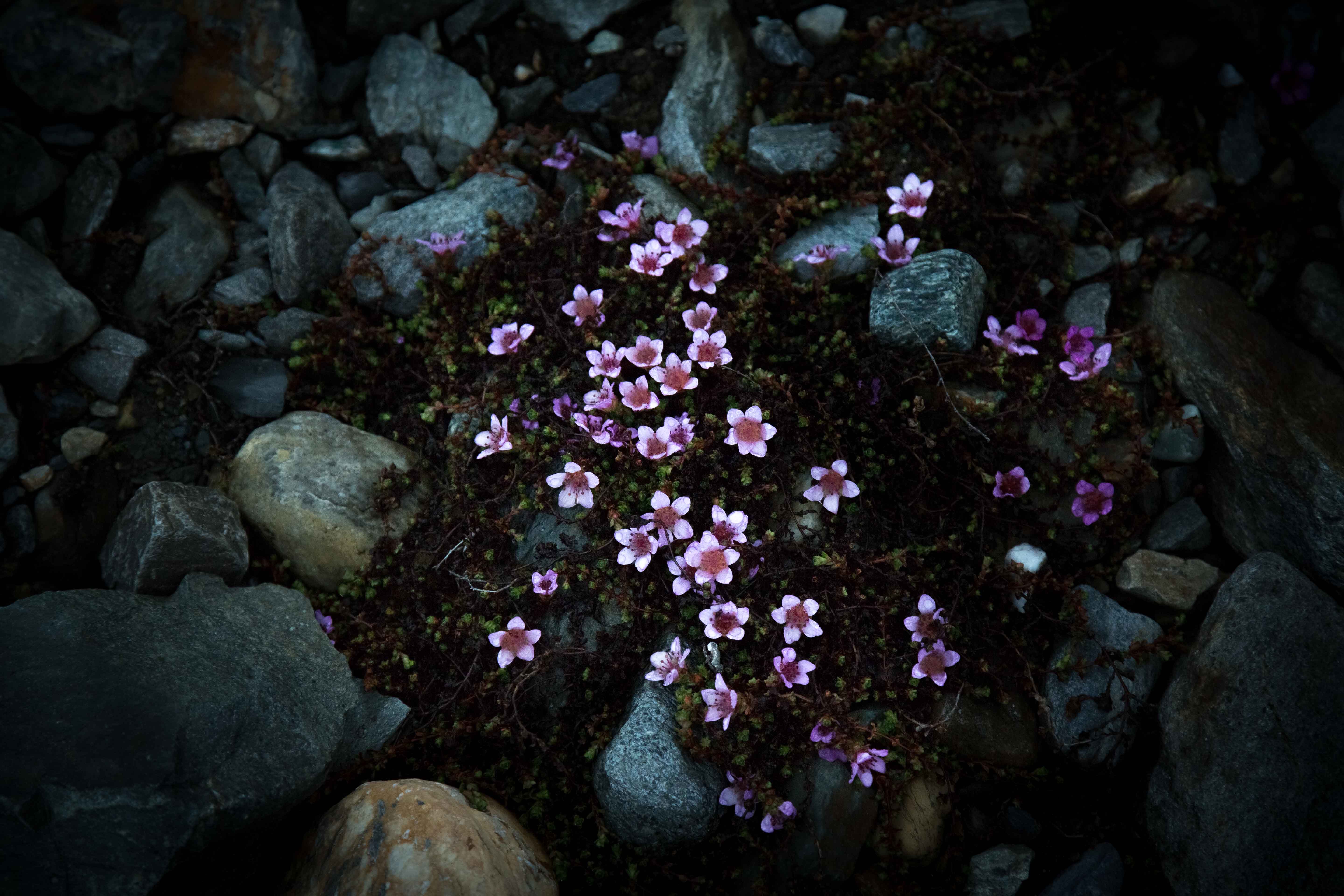 Arctic Tundra Flowers Plants Of The Tundra