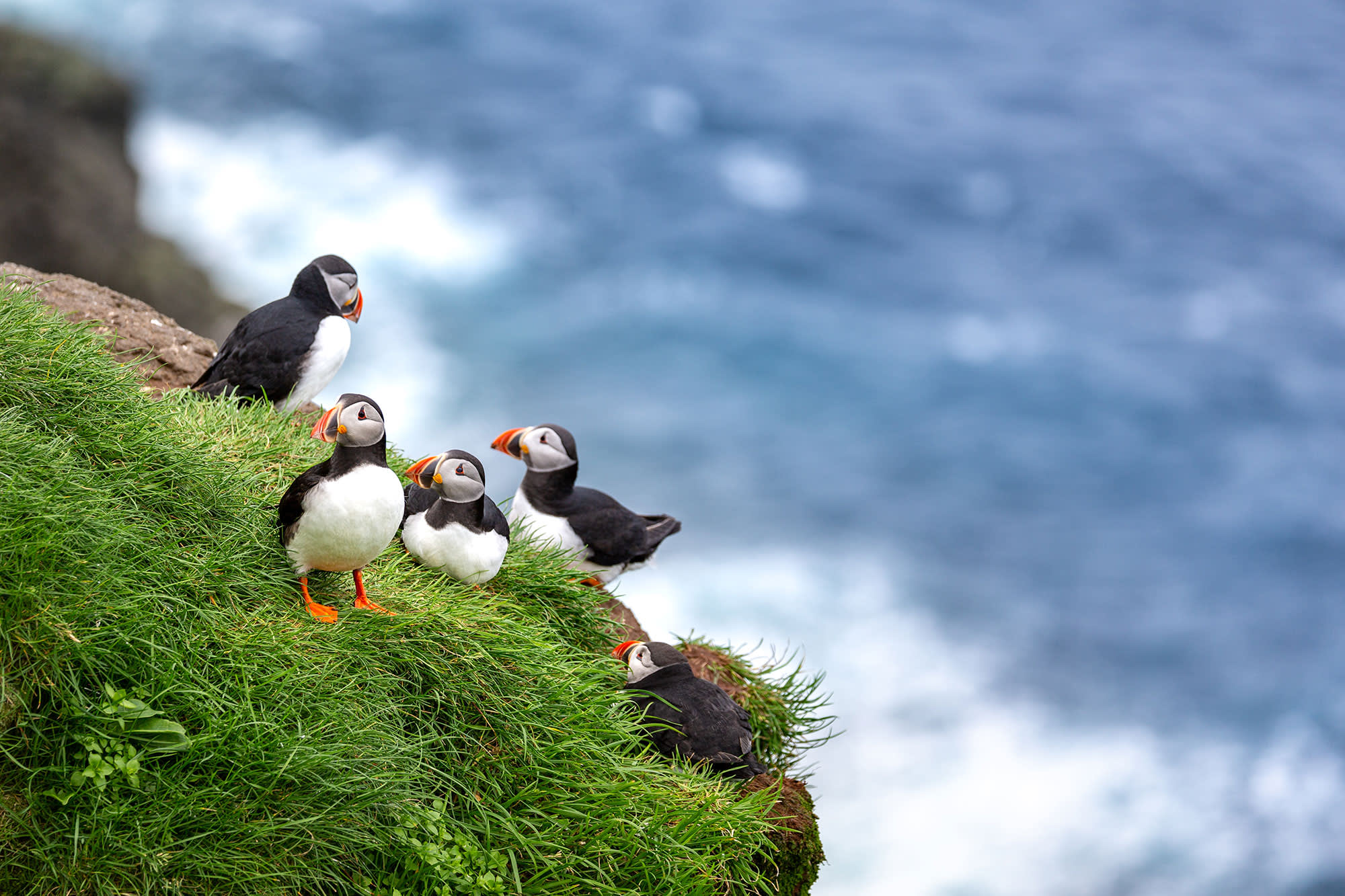 Faroe Islands Bird Watching: What to Know - Quark Expeditions