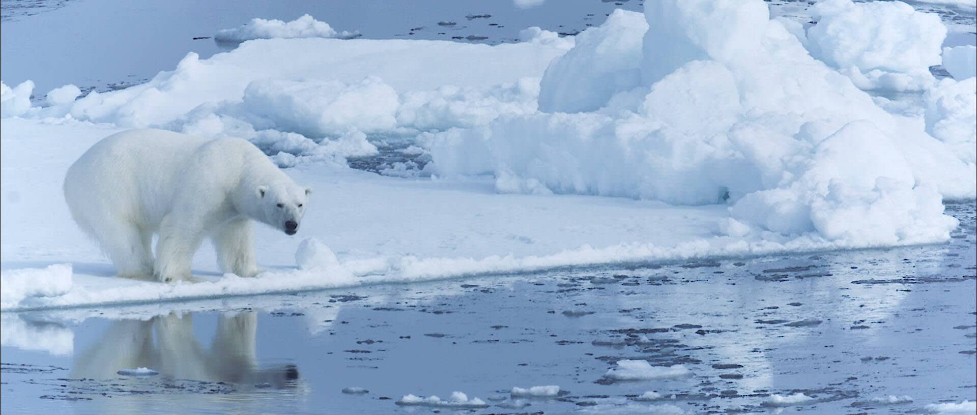 Bitten by the Polar Bug - Quark Expeditions