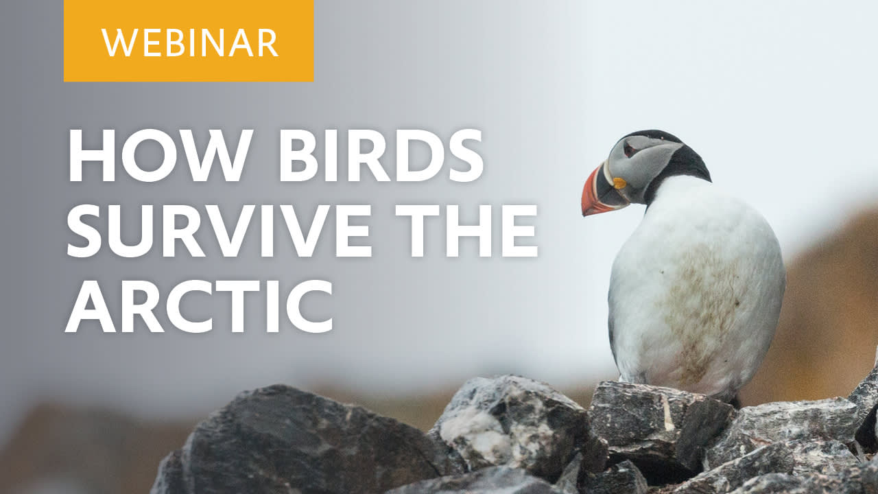 How Birds Survive the Arctic - Quark Expeditions