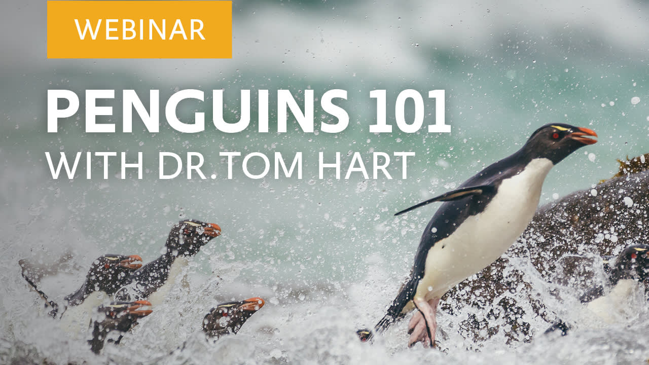 Meet Antarctica’s Penguins | Expert Insights from Dr. Tom Hart