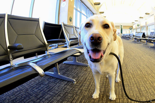 New Airline Procedures That Could Affect Your 2019 Travel - YMT Vacations