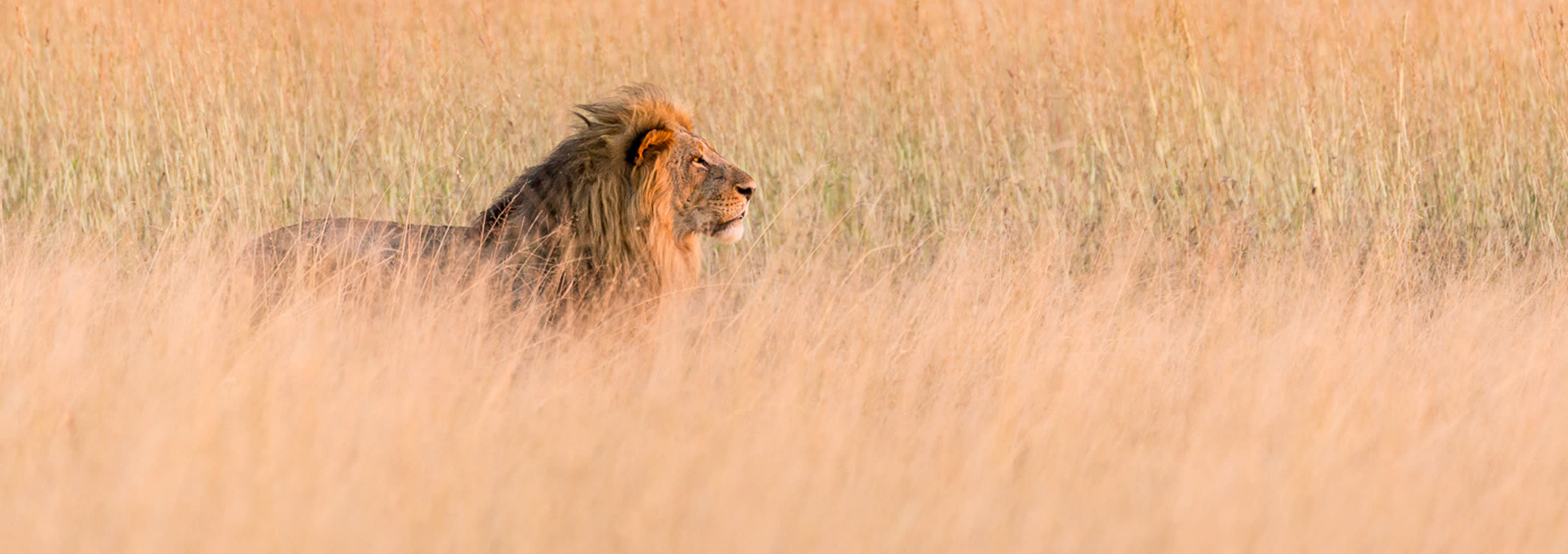 Multi-Country Wildlife Holidays | Exodus