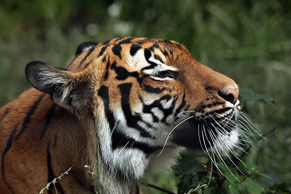 Malaysia Native Animals