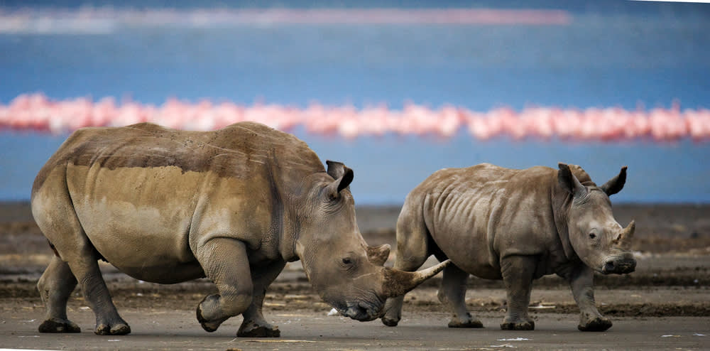 Five of The World’s Most Magnificent Animals To See In The Wild | Exodus