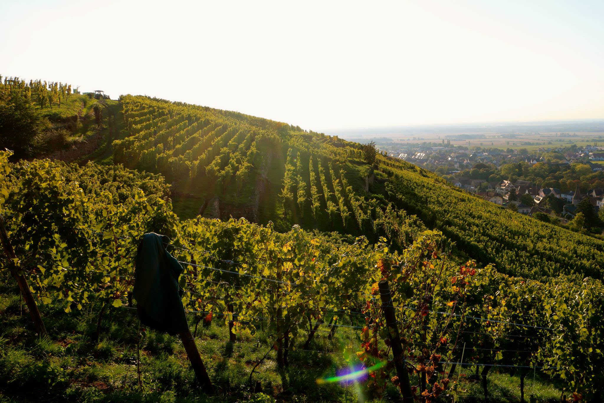 Discover Burgundy & Alsace – Premium Adventure | Exodus
