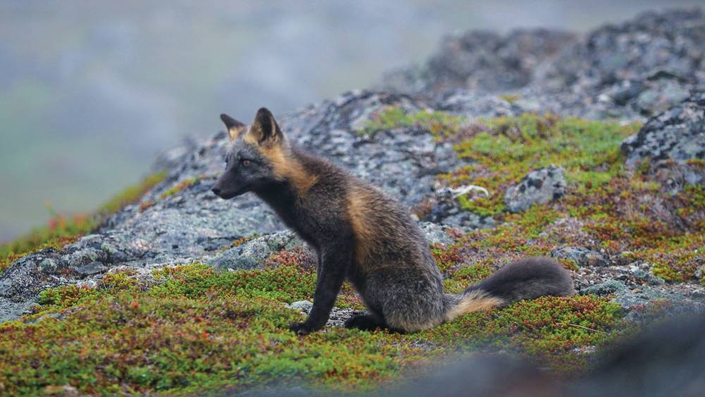 Newfoundland and Labrador Holidays - Hayes & Jarvis