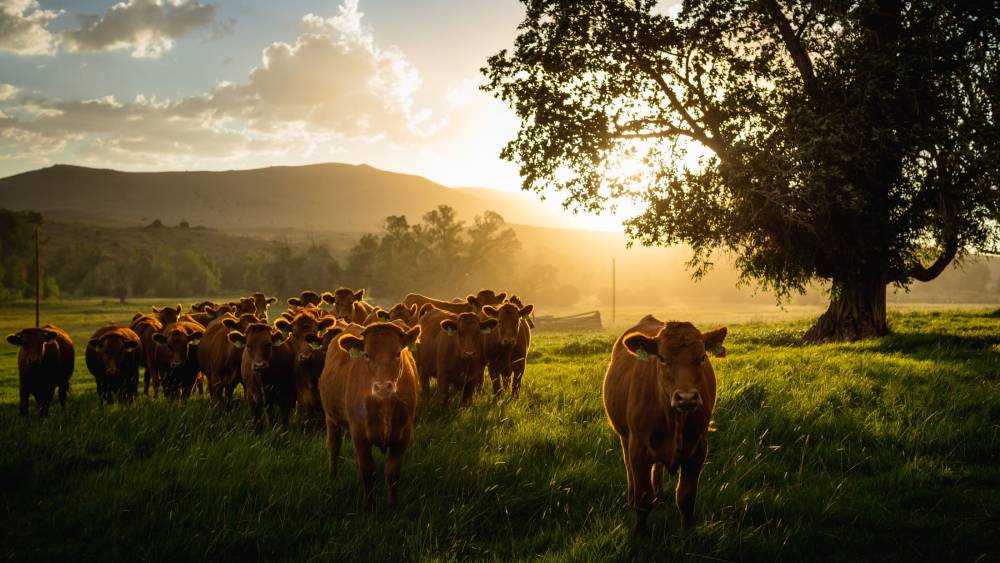 Luxury Ranch Holidays USA | Tailor-Made Packages | Hayes & Jarvis