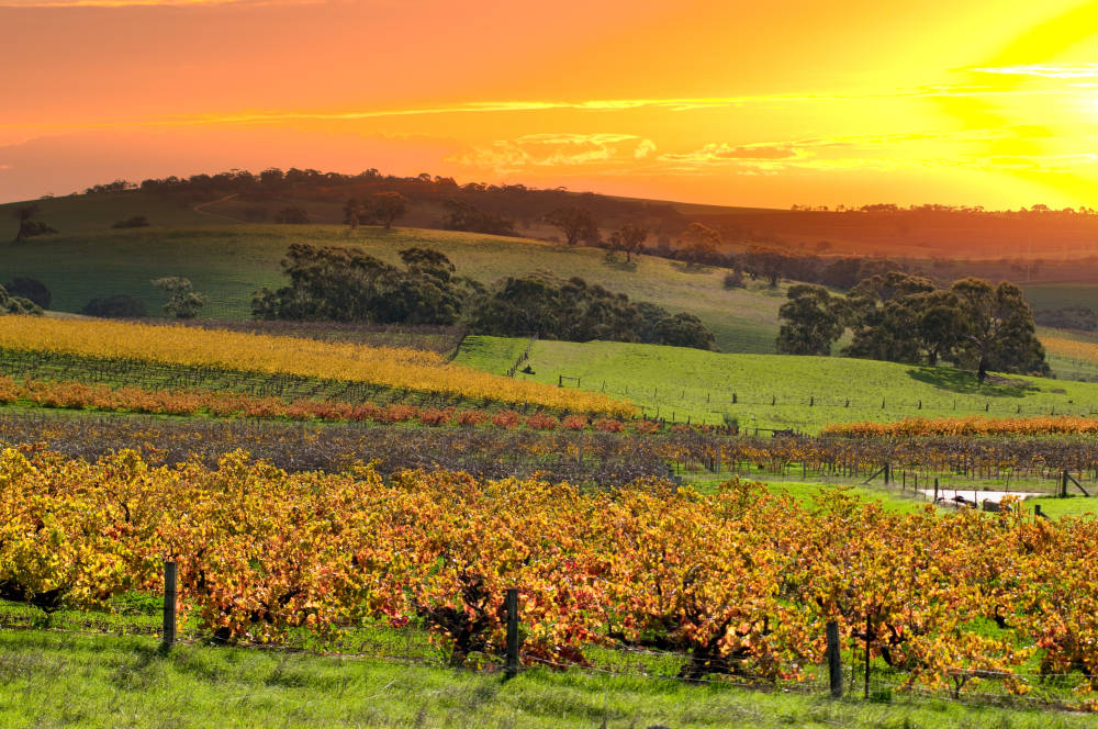 The Best Wine Destinations From Across The World - Hayes & Jarvis