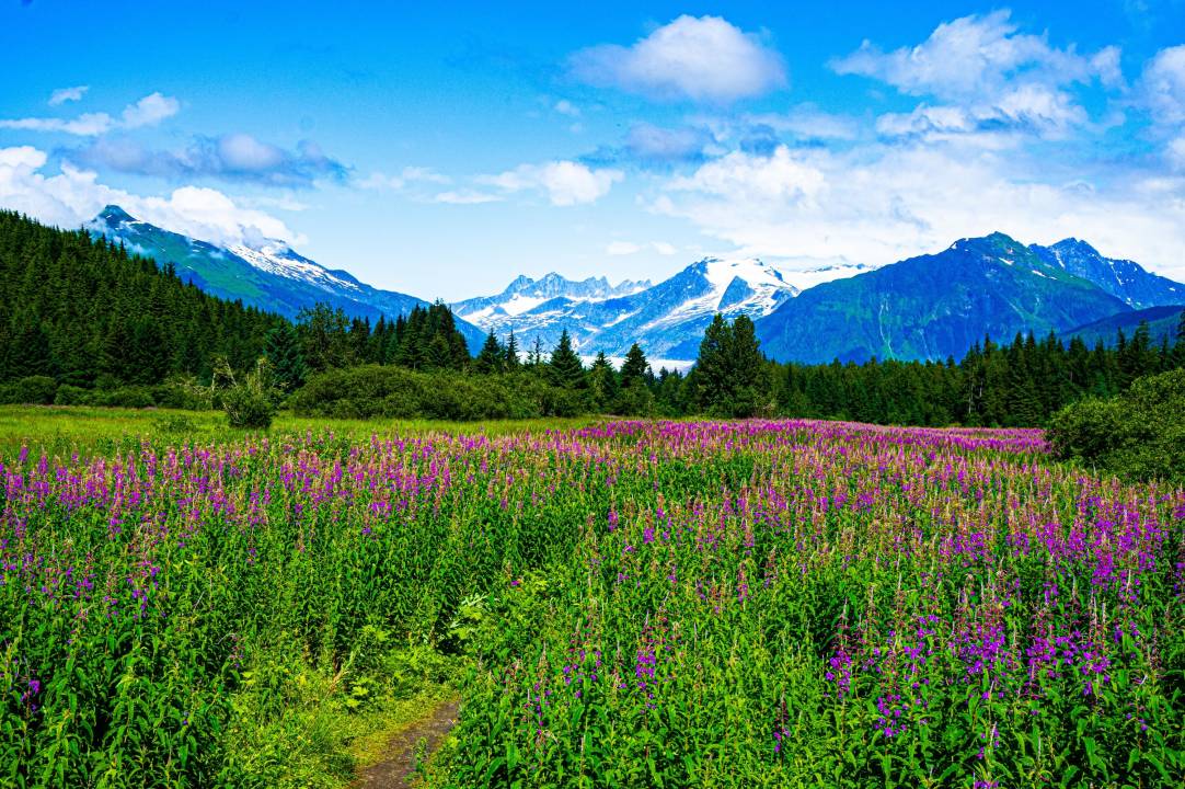 Alaska Tour with Denali Park and Inside Passage | YMT Vacations