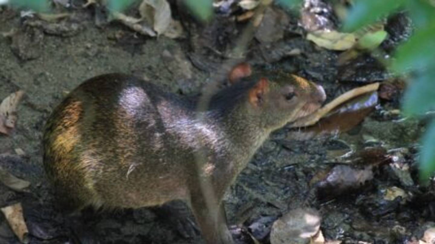 Costa Rica Reisebericht – im Dschungel| Enchanting Travels