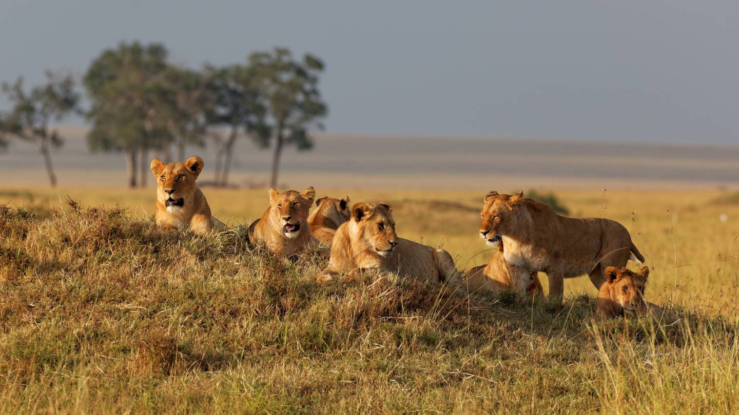 Top five best African Safari Parks you have to see!