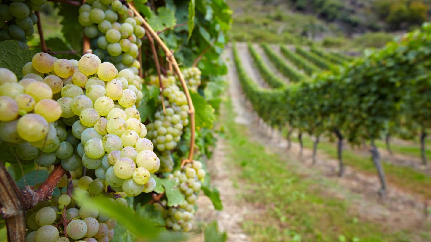 Germany Cuisine | What To Eat In Germany & Food Tours | Enchanting Travels