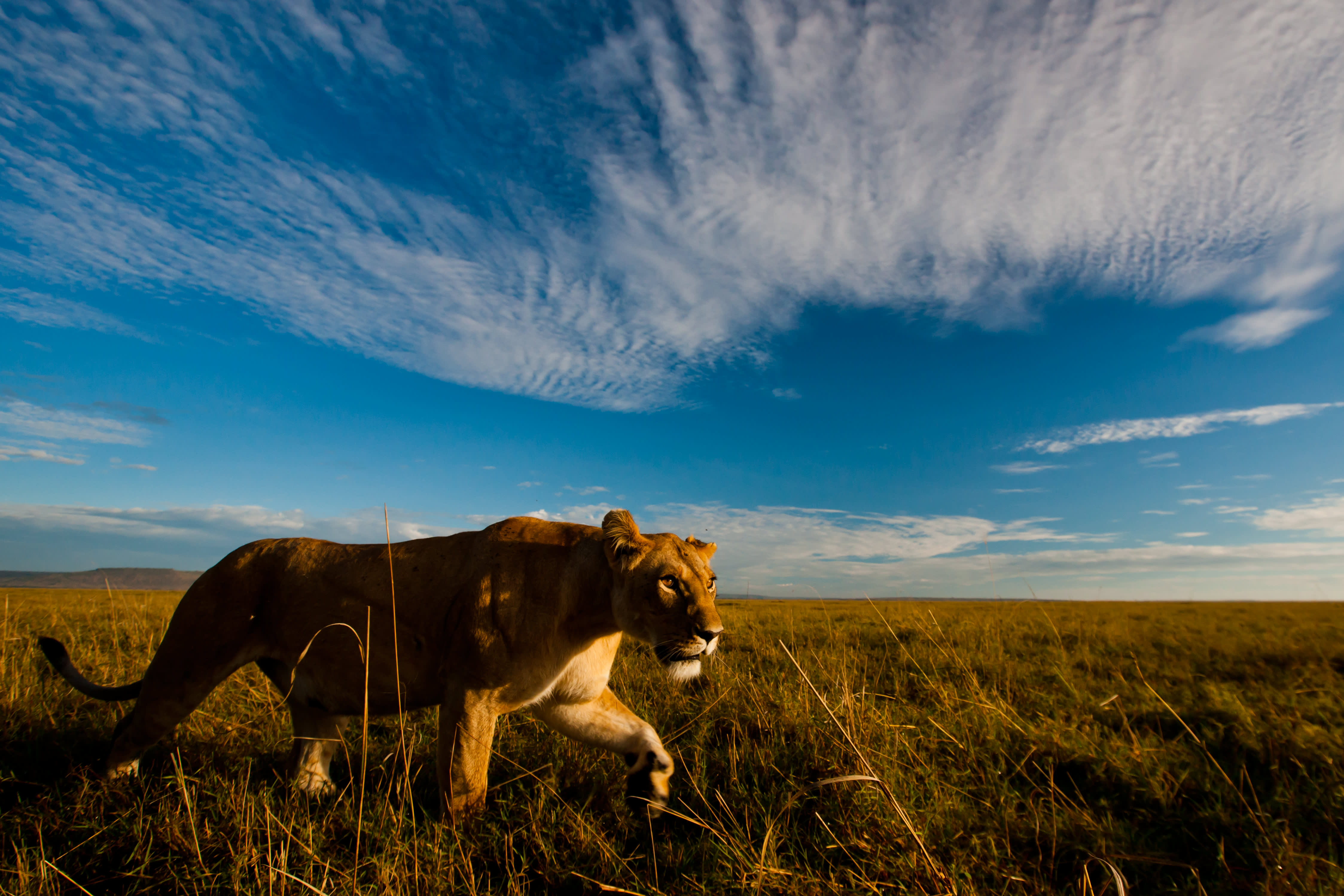 Your Guide to Wildlife Adventures | Exodus