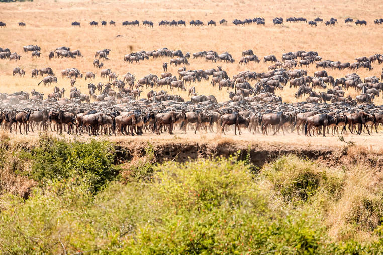 Your Guide to Wildlife Adventures | Exodus