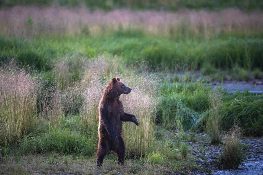 Bear Watching Holidays | Wildlife Bear Watching Tours | Exodus