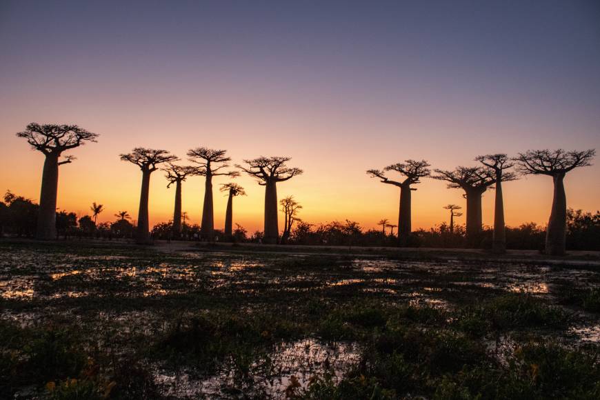 Madagascan Discoverer | Exodus