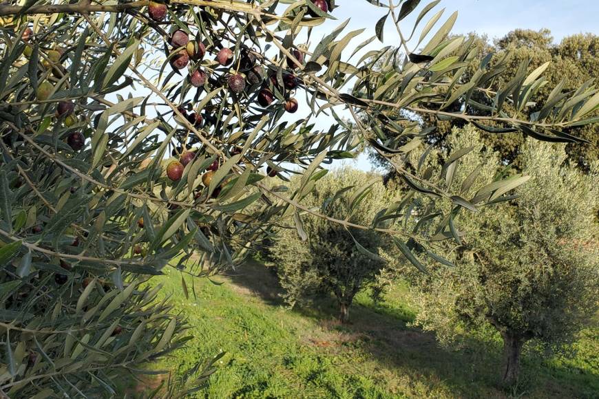 Discover Provence | Exodus