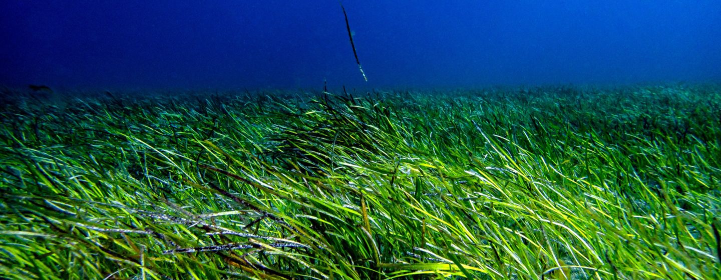 Blue Marine Foundation | The Moorings