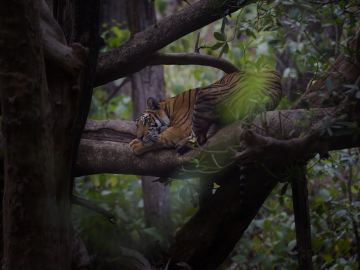 Tiger Habitat Project | Exodus