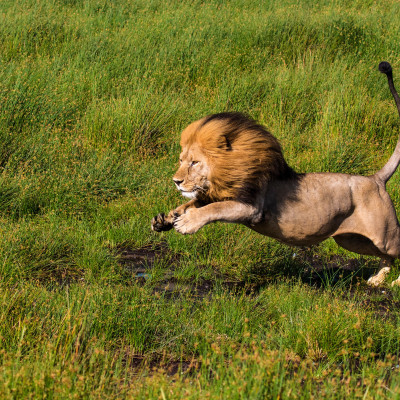 Tanzania Safari Tours & Luxury Trips | Enchanting Travels