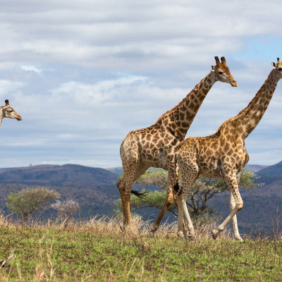 Road Trip: South Africa's Western and Eastern Cape - Enchanting Travels