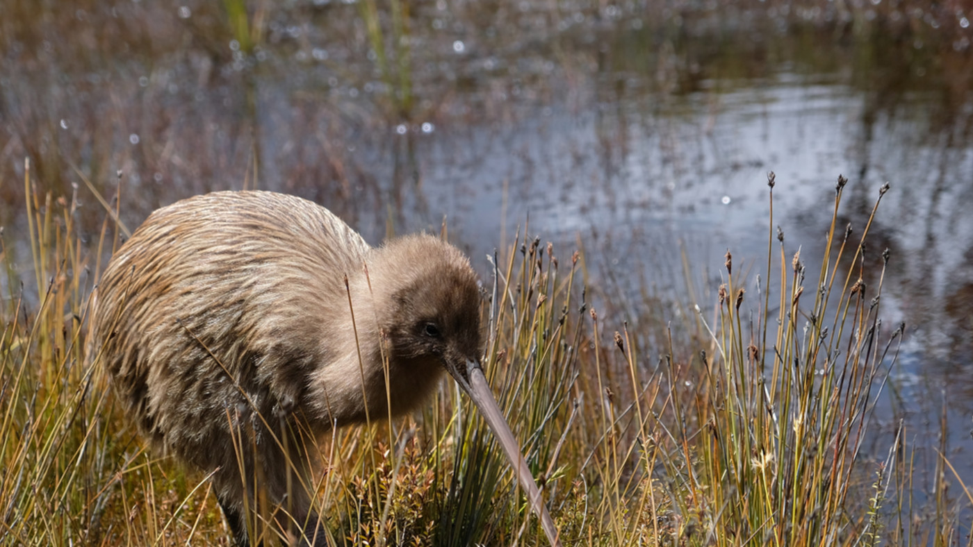 New Zealand is a Birdwatching Paradise | TCS World Travel