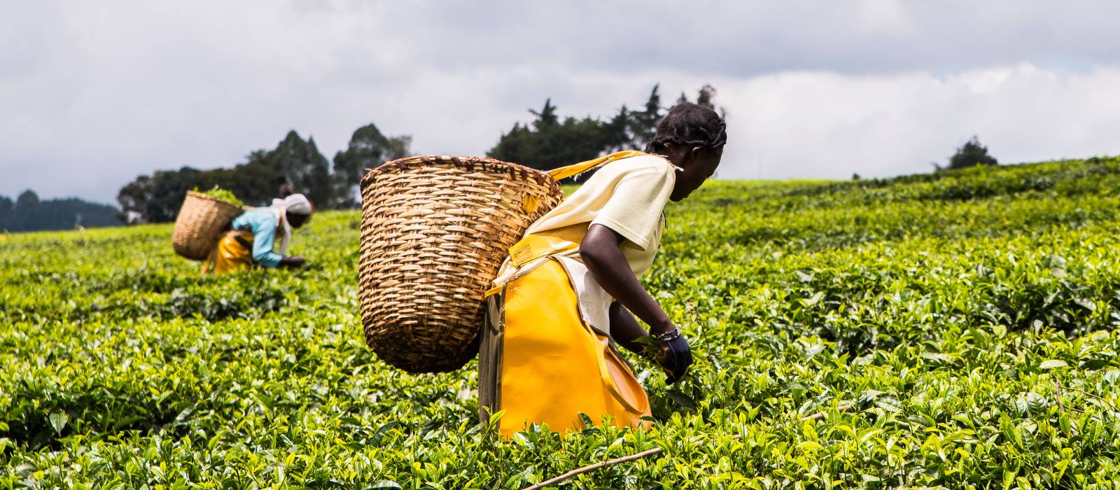 Nandi Hills Tours & Kenya Trip | Enchanting Travels