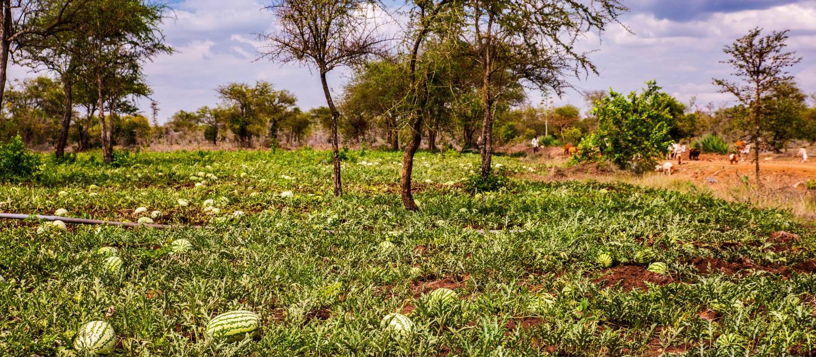 Migori - Kenia Individualreisen | Enchanting Travels