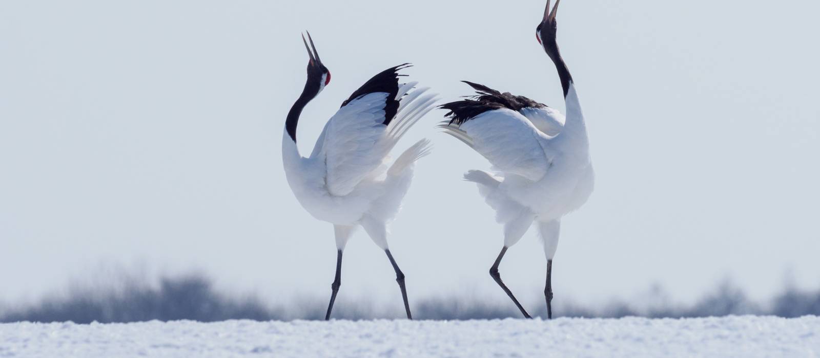 Kushiro Tours & Custom Japan Tours | Enchanting Travels