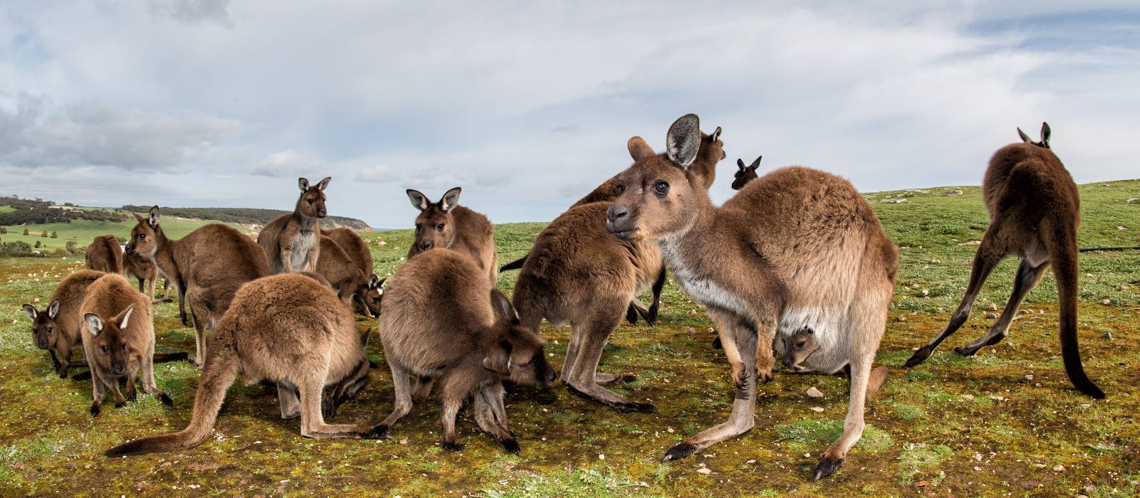 Exclusive Travel Tips for Your Destination Kangaroo Island in Australia