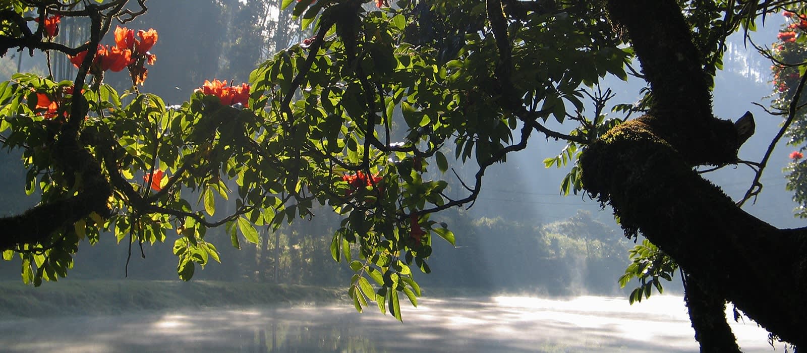 The Tall Trees Hotel | Enchanting Travels