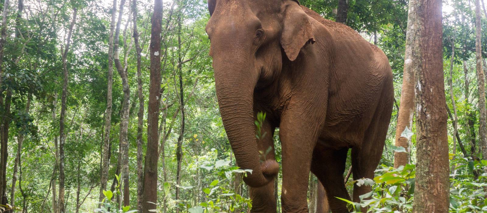 Mondulkiri Tours & Cambodia Trip | Enchanting Travels