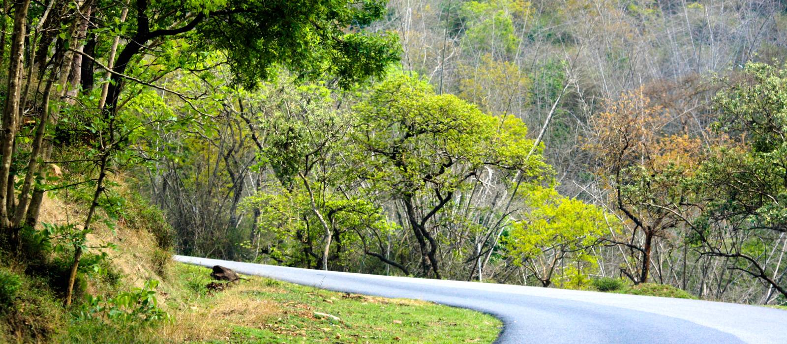 Bandipur Safari & Private India Trips | Enchanting Travels