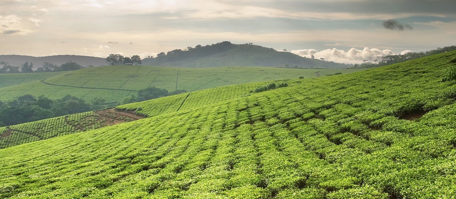 Kibale Tours & Custom Uganda Tours | Enchanting Travels