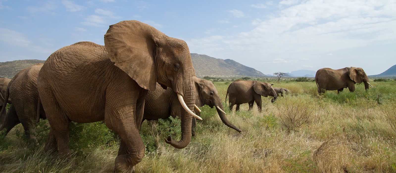 Samburu Safari & Custom Kenya Tours | Enchanting Travels