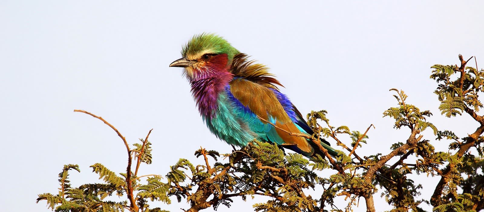 Katavi Safari & Custom Tanzania Tours | Enchanting Travels