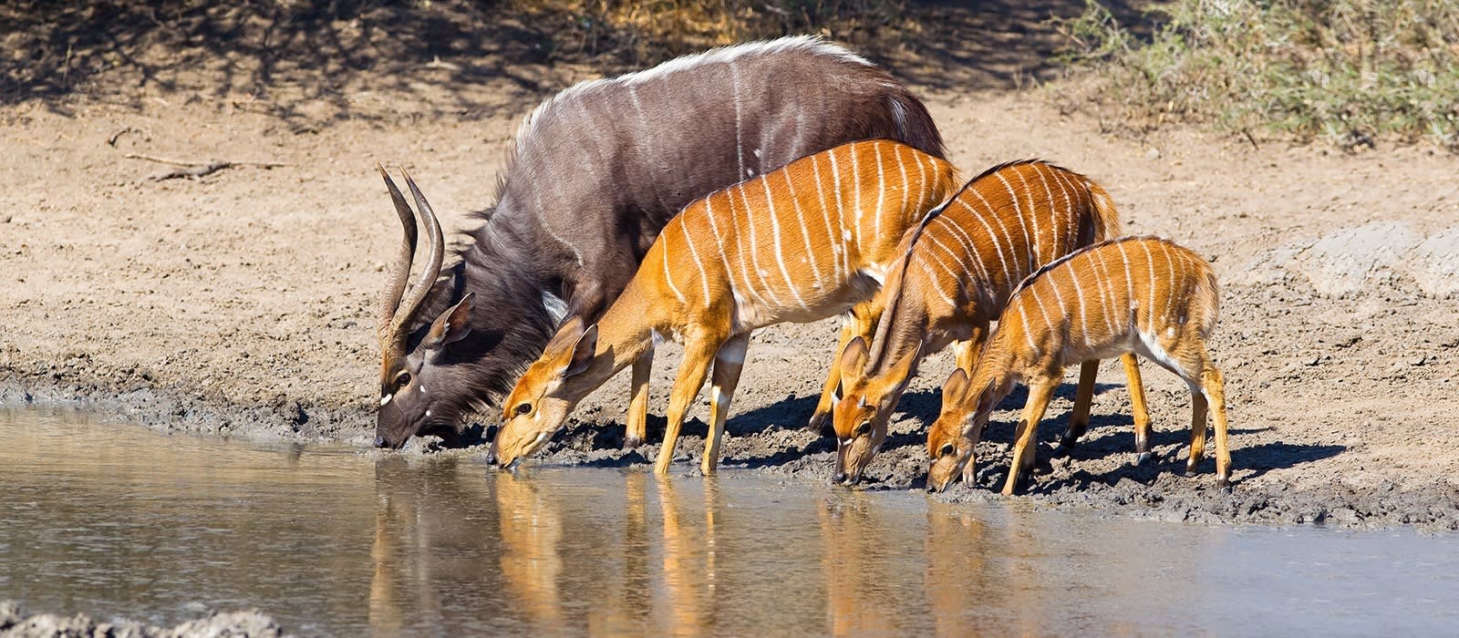 Hluhluwe Safari & South Africa Tours | Enchanting Travels