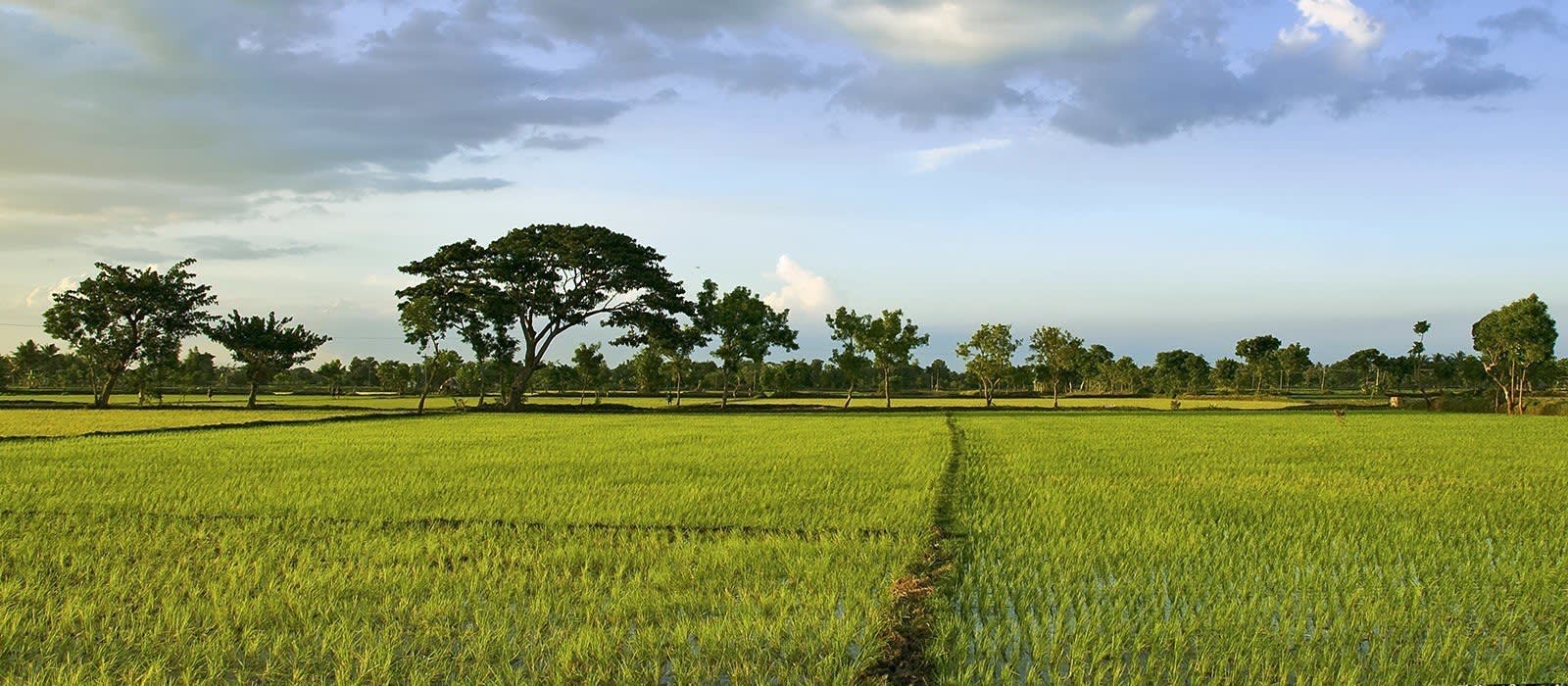 Wayanad Tours & Custom India Tours | Enchanting Travels